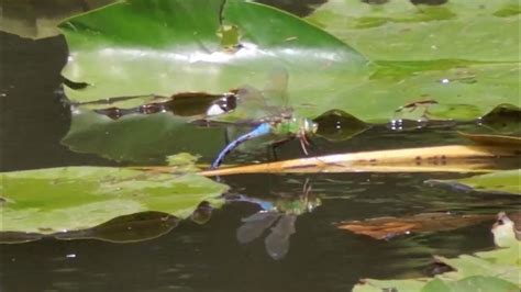 2023 07 14 Ljubljana Krajinski Park Tivoli Odonata KaČji Pastir Youtube
