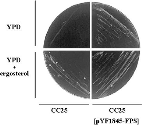 functional complementation of mutant yeast strain cc25 strain cc25 and