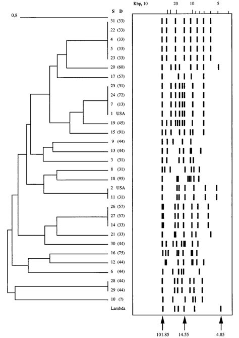 Patterns For Amp R H Influenzae Strains Obtained By Pfge The