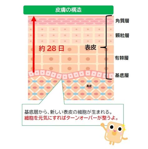 ＜画像5 7＞脱マスクで後悔しない肌ケア術！紫外線対策で注目される“細胞セル活”って｜ウォーカープラス