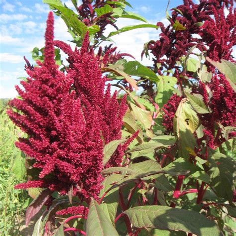 Seeds Amaranth Native Seeds Search