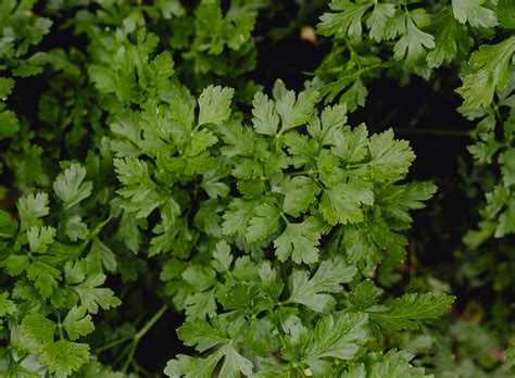 6 Amazing Health Benefits Of Coriander Kohinoor