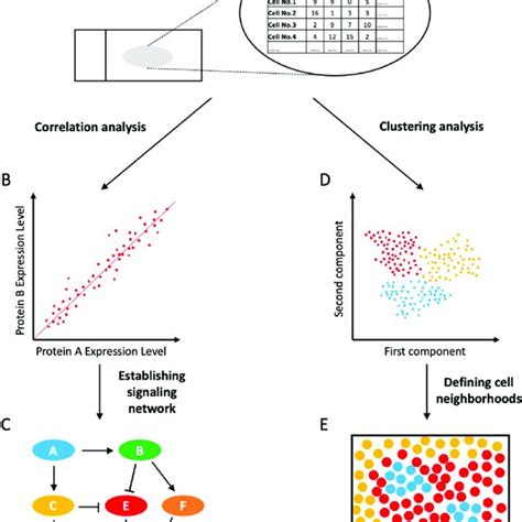 A By Multiplexed In Situ Protein Profiling The Abundances Of Various Download Scientific