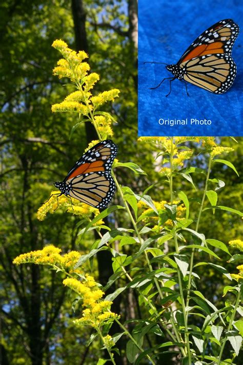 How To Do Chroma Key In Gimp A Gimp Tutorial On Changing A Photo Background HubPages