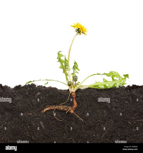 Tap Root Hi Res Stock Photography And Images Alamy