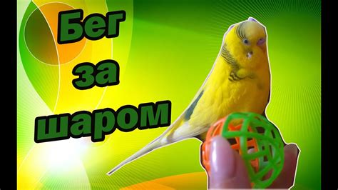 Как быстро бегает волнистый попугай БЕГ ПОПУГАЯ ЗА ШАРИКОМ Youtube