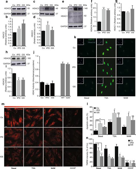 Histone Deacetylase Activity And Expression Levels Ai Detection Of