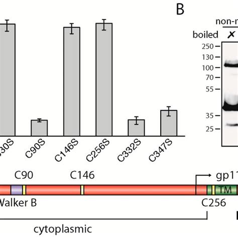 A Quantified Phage Titer In In Vivo Complementation Assays Of Genei Download Scientific