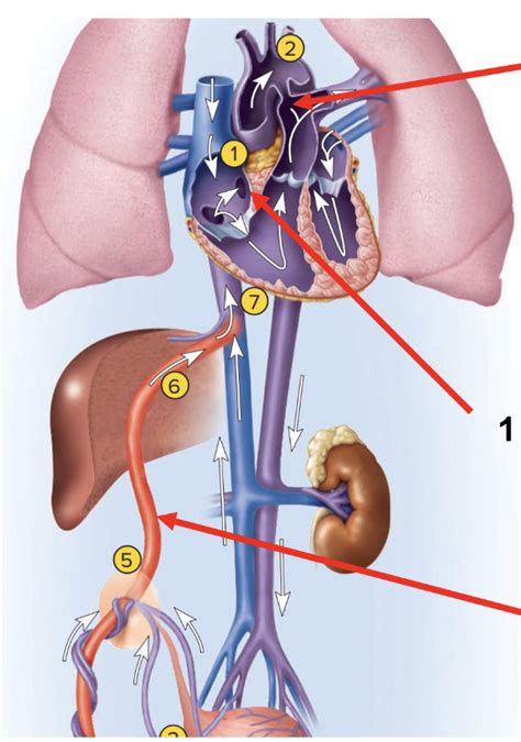 Fetal Circulation Diagram Quizlet Fetal Circulation Diagram Quizlet