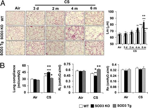 Sod3 Attenuated Cs Induced Airspace Enlargement And Lung Function