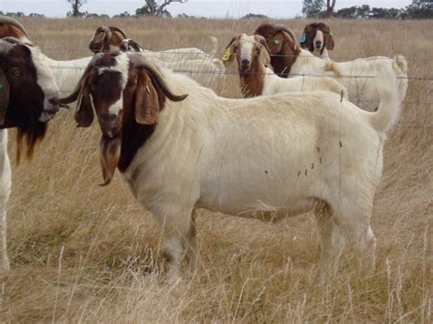 Boer Goats For Sale National Csa Directory