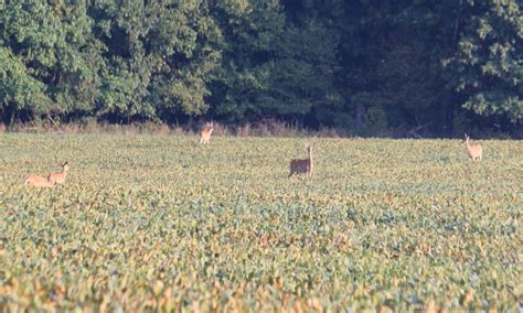 Wild Deer Management Rutland Deer And Wildlife Management