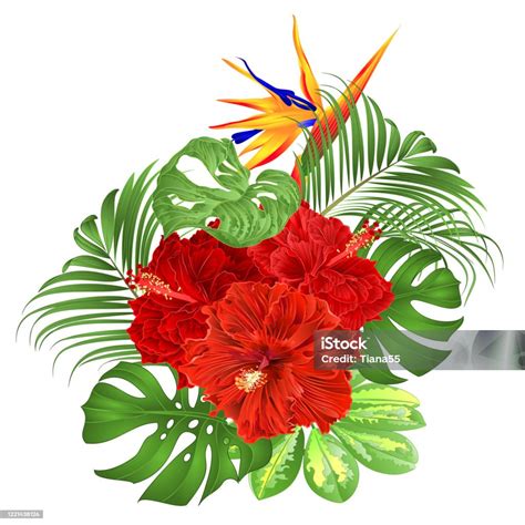 스트렐리치아와 풀 레드 히비스커스 팜 필로엔드론과 셰프플레라 몬스타 빈티지 벡터 일러스트레이션을 편집할 수 있는 열대 꽃 꽃꽃꽂이 극락조화에 대한 스톡 벡터 아트 및 기타