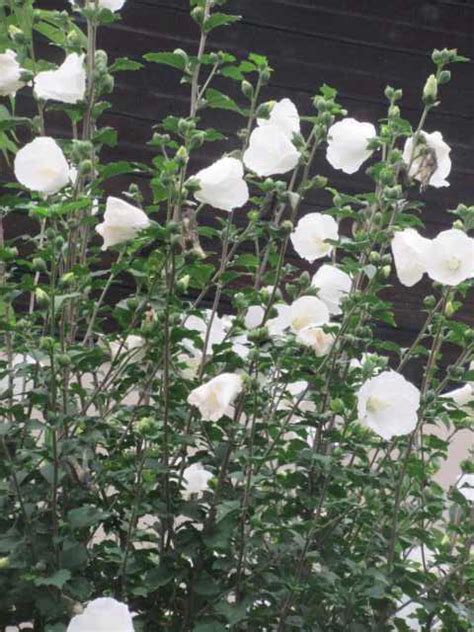 ムクゲ の 花言葉 ＝ 「信念」 「新しい美」