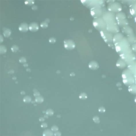 Corynebacterium Ulcerans Riegel Et Al 51799 Atcc