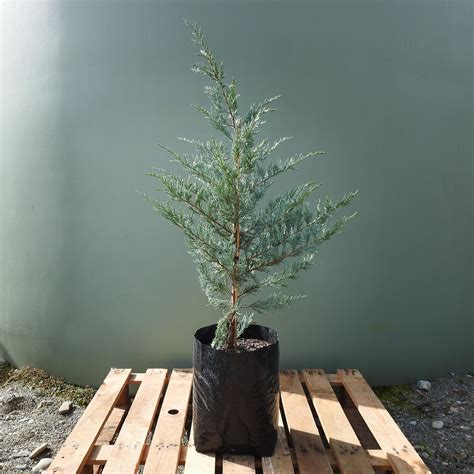 Juniper Sky Rocket — Statement Trees