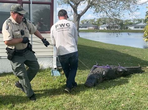 Alligator Kills 85 Year Old Woman Protecting Dog In Florida