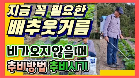배추 지금 꼭 필요한 추비 배추웃거름주는 시기 방법 Youtube