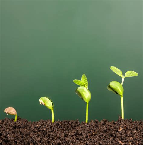 Growing Your Knowledge Small Business Hr Advice Strawberry Seed