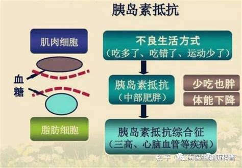 胰岛素抵抗，您了解多少？ 知乎