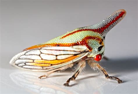 Platycotis Vittata