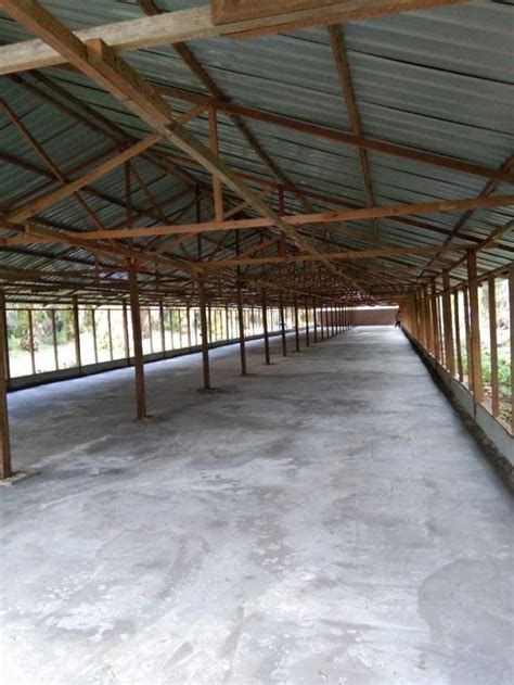 Desain Kandang Ayam Broiler 48 Koleksi Gambar
