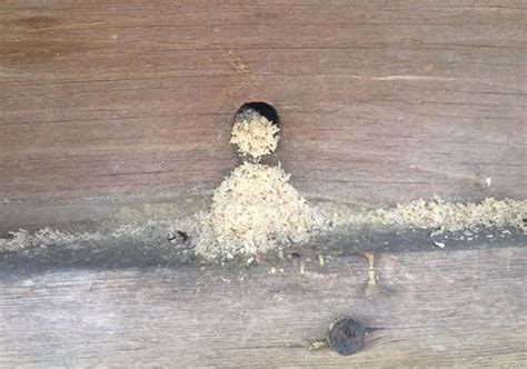 Carpenter Bees Cals