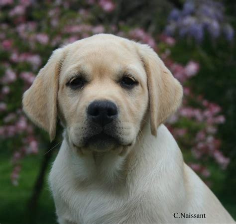Photos Chiots Labradors Du Bois De L Escampette