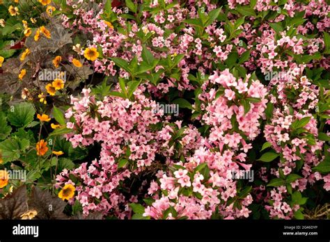 Weigela "Pink Poppet" Weigela florida Pink Flower Geum Stock Photo - Alamy