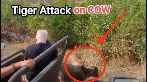 Tiger Attacks Cow In Ranthambore Youtube