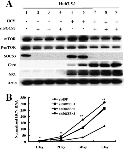 SOCS3 Knockdown Increases HCV Replication In JFH1infected Cells Stable