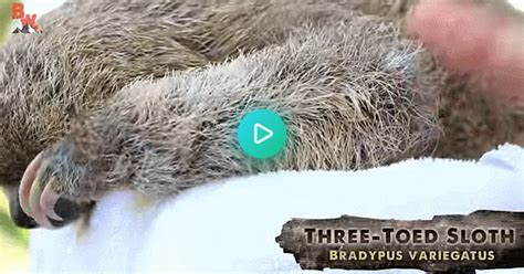 Til There Are Two Types Of Sloth  On Imgur