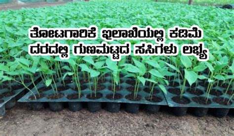 ಕಡಿಮೆ ದರದಲ್ಲಿ ಹೂವಿನ ಹಣ್ಣಿನ ಔಷಧೀಯ ಸಸ್ಯಗಳು ಇಲ್ಲಿ ಲಭ್ಯ • Janajagran