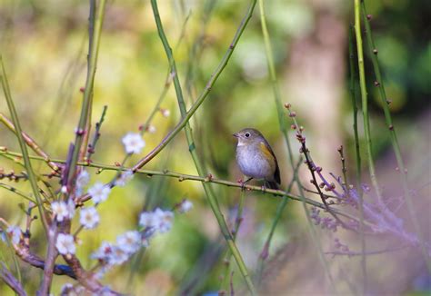 小さな梅林のルリビタキ ② ヤソッチひだまり写真館