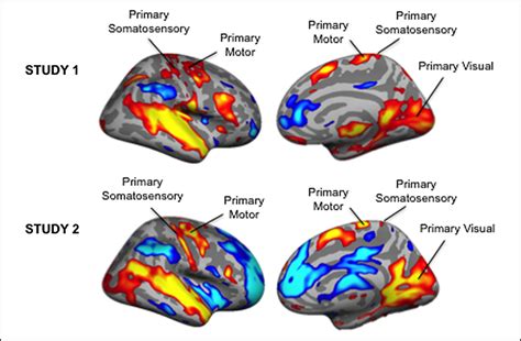 Primary Interoceptive Cortex Activity During Simulated Experiences Of The Body Abstract