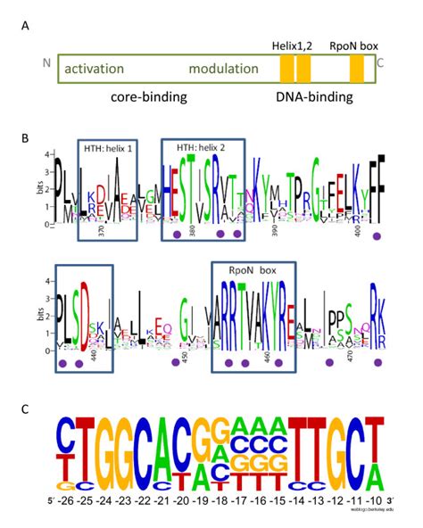 Sequence Features Of Sigma 54 And Its Promoter A Functional