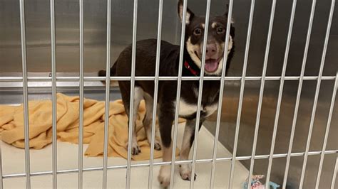 What Happens To Dogs In Shelters