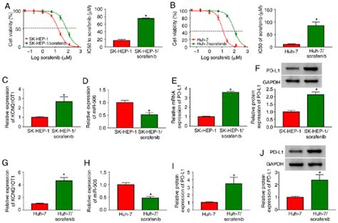Kcnq1ot1 Mir 506 And Pd L1 Were Aberrantly Expressed In Download
