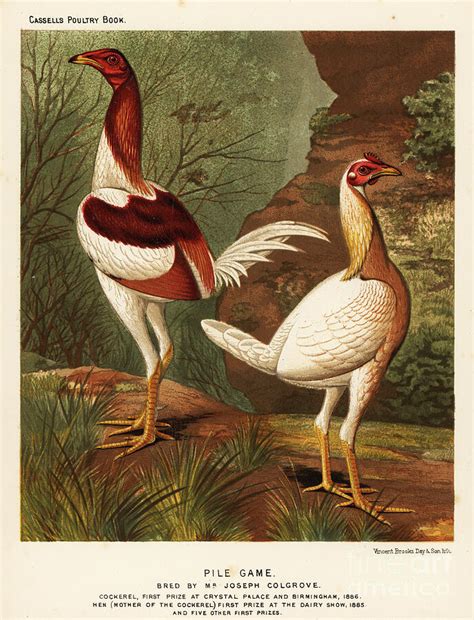 Pile Game Cock And Hen 1890 Chromolithograph Drawing By J W Ludlow Fine Art America