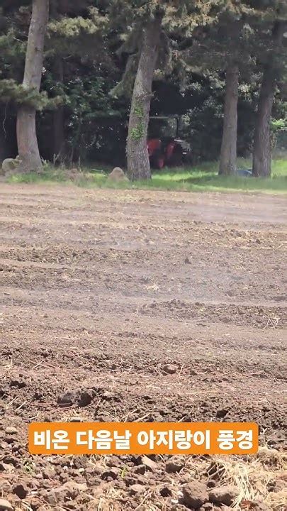 석회 뿌리고 로터리 친 밭에 비가 왔습니다 오늘 아침에 밭 주변 정리하다가 이 맘 때쯤이면 볼 수 있는 아지랑이가 피어 올랐내요 Youtube