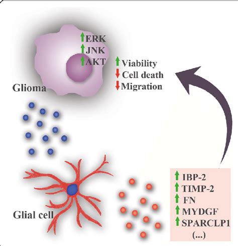 Proposed Model For The Molecular Crosstalk Between Glial And Glioma