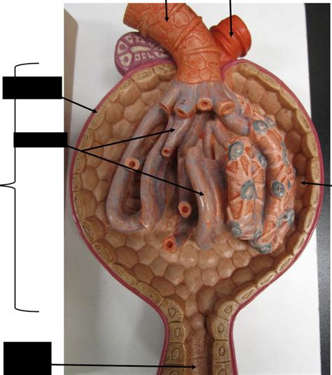 Glomerulus Diagram Quizlet