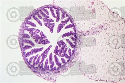 Rabbit Ovary Transverse Section 100x Rabbit Mammals