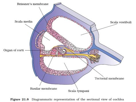 NCERT Class XI Biology Chapter 21 Neural Control And Coordination