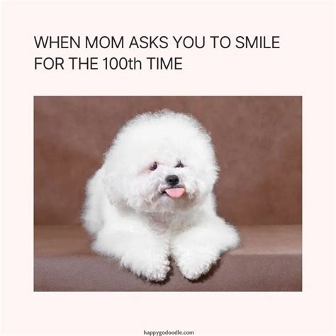 Smiling Dog Memes To Make Your Day Brighter 🤩 Happy Go Doodle®