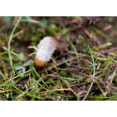 Engerlingen Bestrijden In Het Gazon Tips En Tricks Pokon