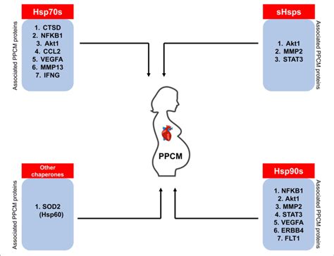 Hsps As Potential Ppcm Biomarkers The Hsps Shsps Hsp60 Hsp70