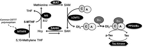Model Of The Link Between Mthfr Folate Pp2a Methylation And Tau