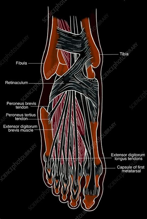 Extensor Tendons Of Foot Illustration Stock Image