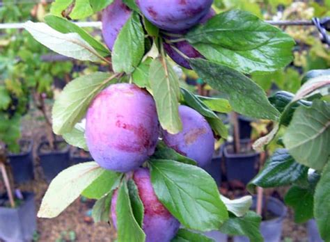 Acquista Online La Tua Pianta Di Susine Anna Spath Anticopomario